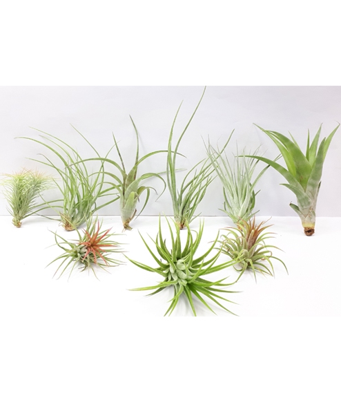 Airplants | Aerial plants on a wooden cube - iGreenGadgets.com